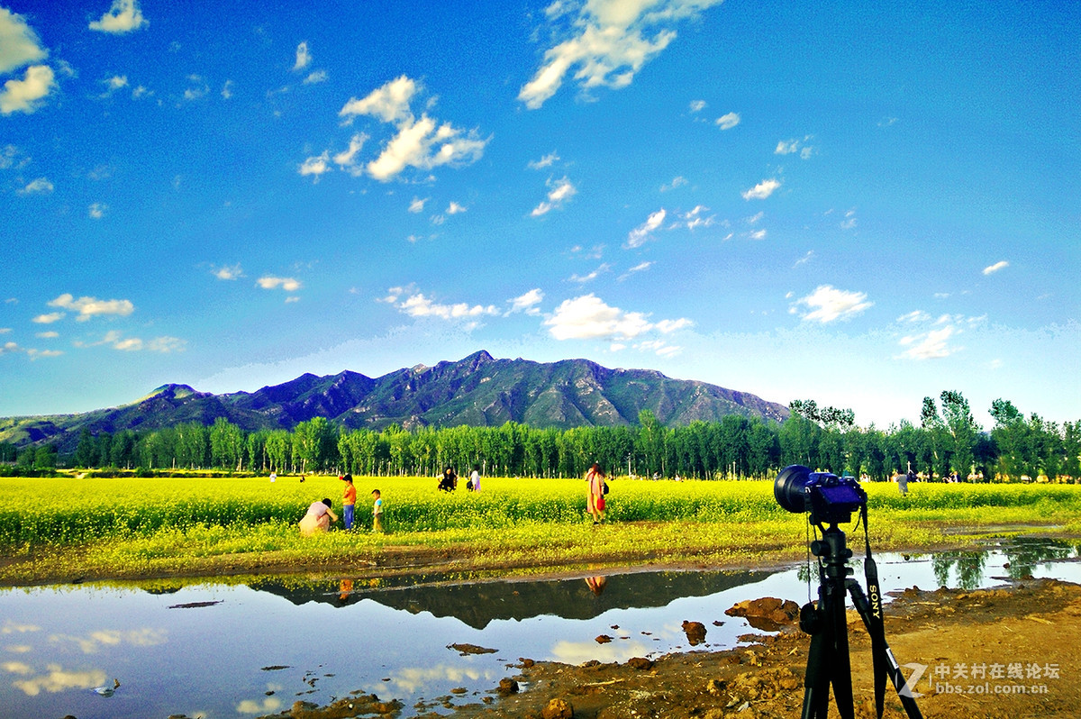 油菜花海～摄影人-中关村在线摄影论坛