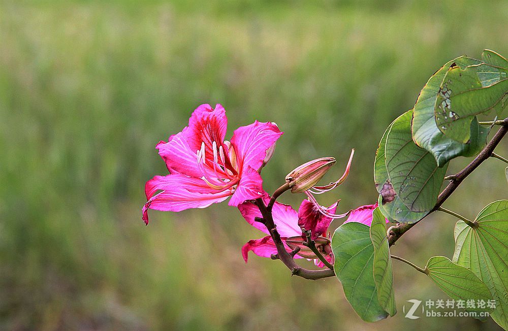 紫金花-中关村在线摄影论坛