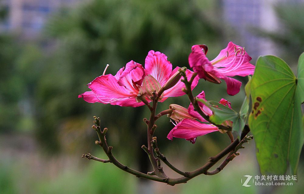 紫金花-中关村在线摄影论坛