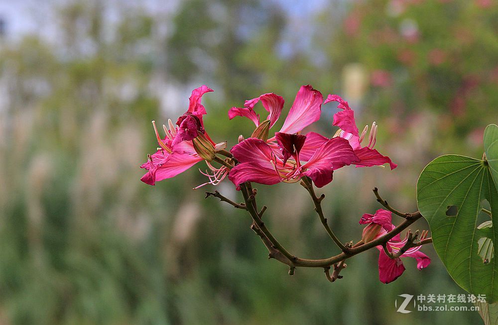 紫金花-中关村在线摄影论坛
