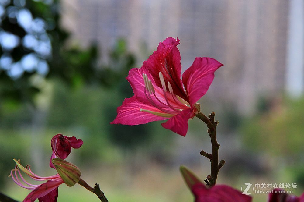 紫金花-中关村在线摄影论坛