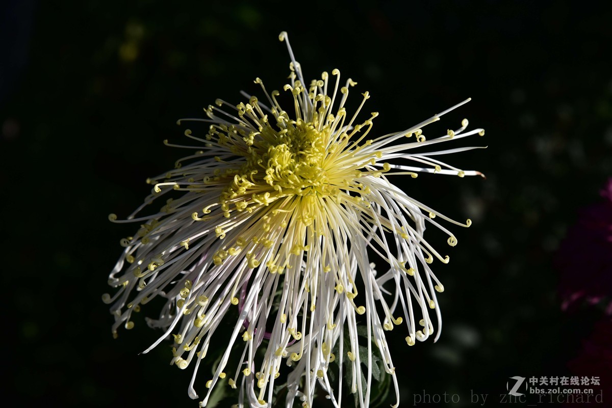 （1）一组菊花-中关村在线摄影论坛
