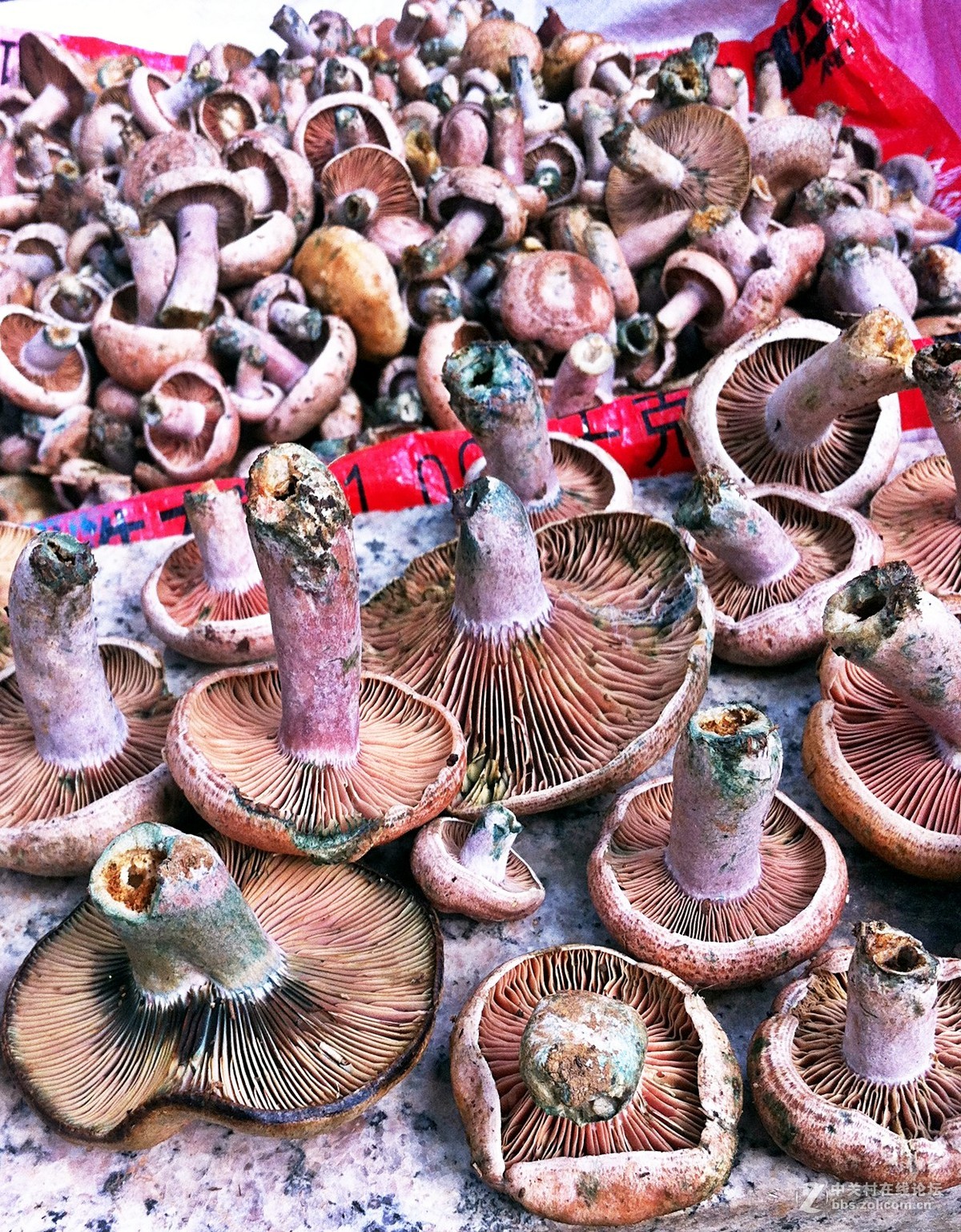 ip4杂拍-中关村在线摄影论坛