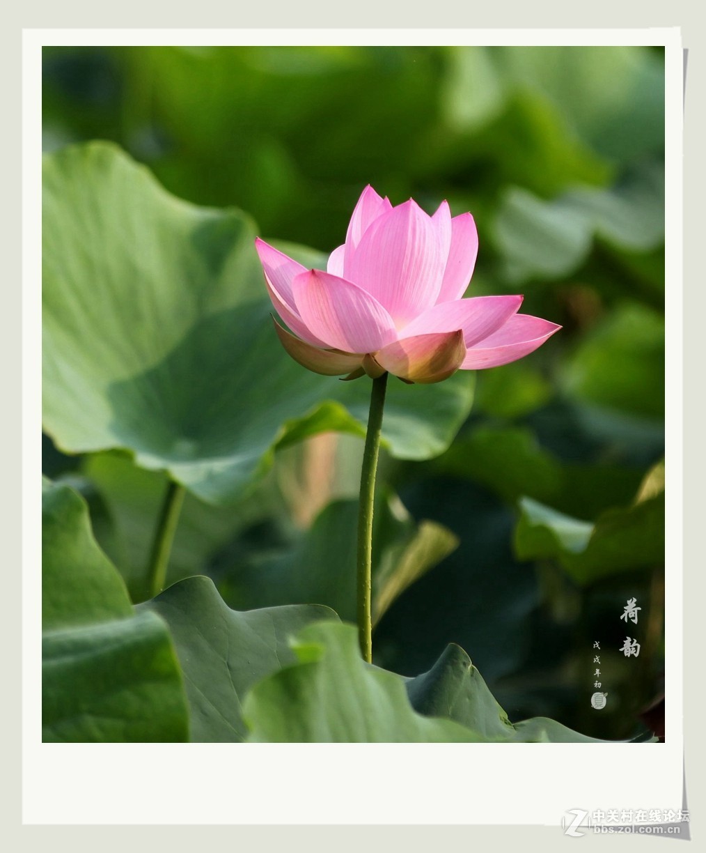 荷花（20）-中关村在线摄影论坛