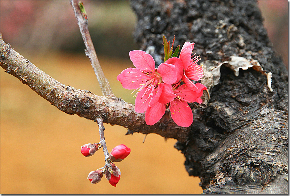 连平桃花-中关村在线摄影论坛