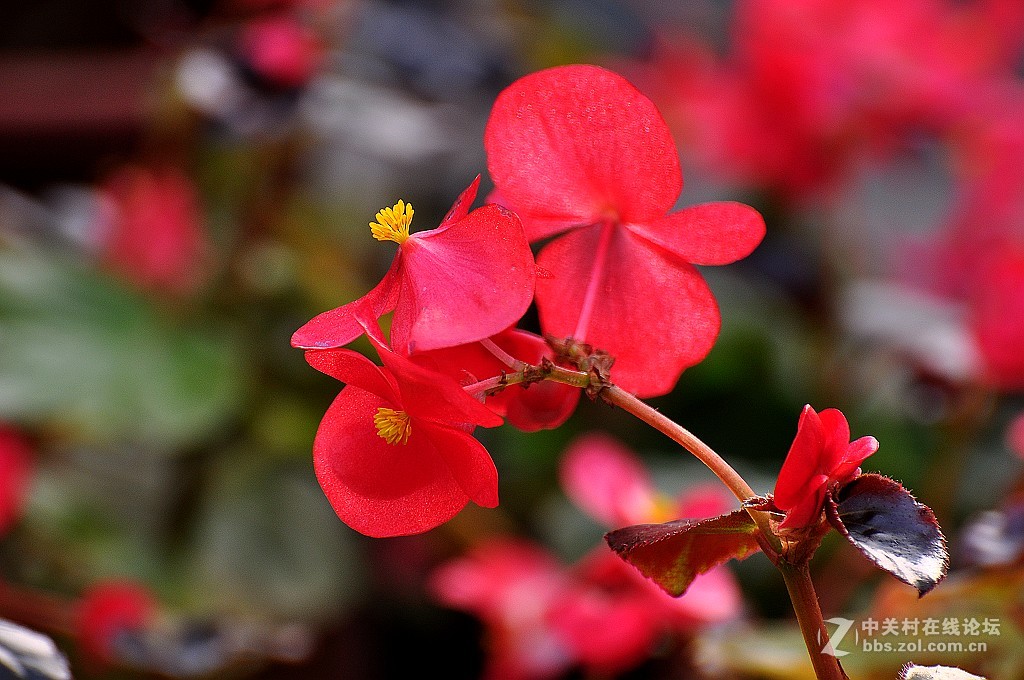 比格海棠花-------。-中关村在线摄影论坛