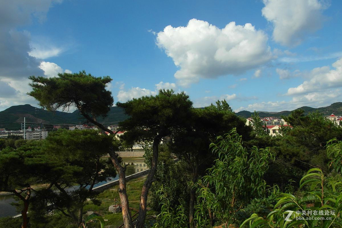 EX1-『蓝天白云映衬下的松树』123...12p-中关村在线摄影论坛