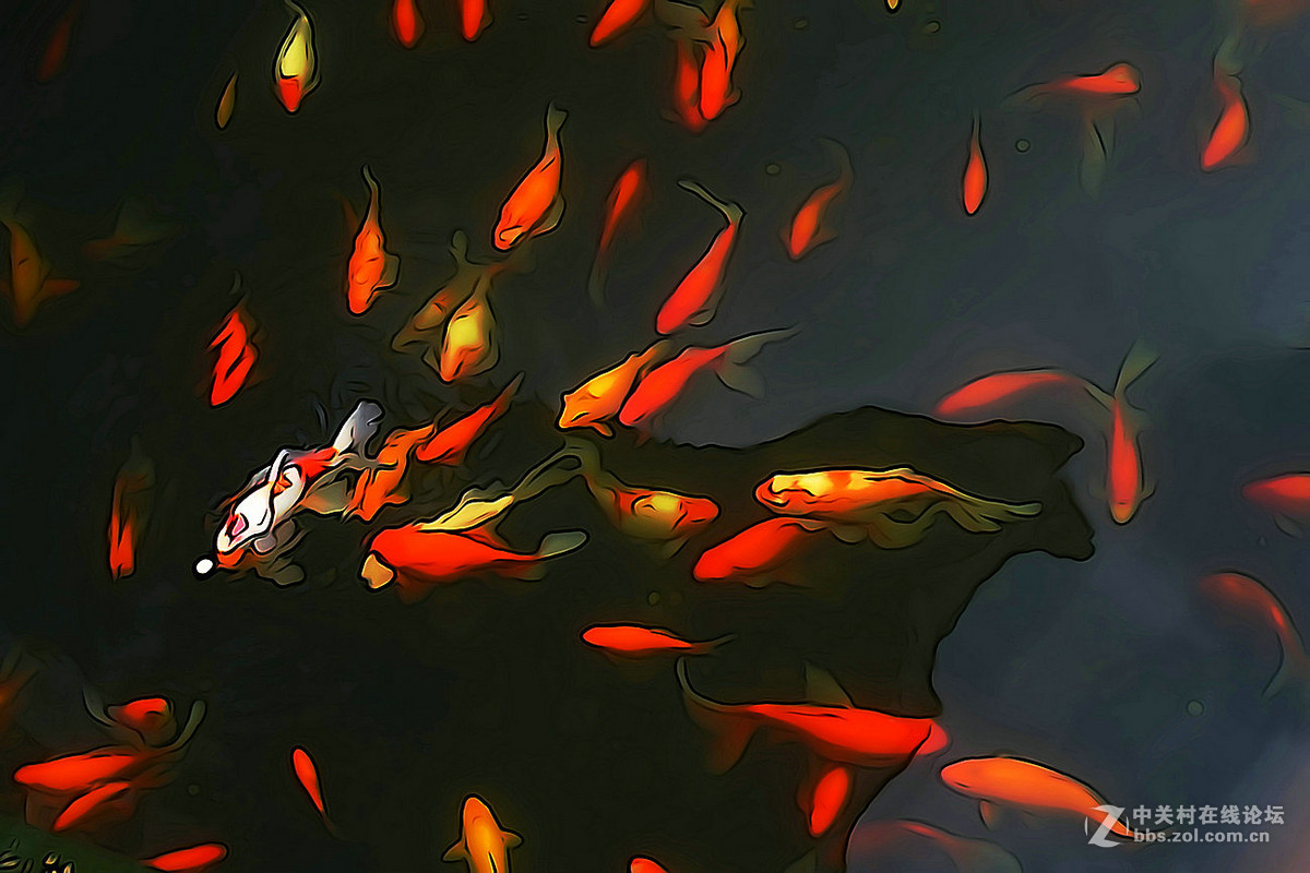 A7R2的插图拍摄效果---炫彩金鱼-中关村在线摄影论坛