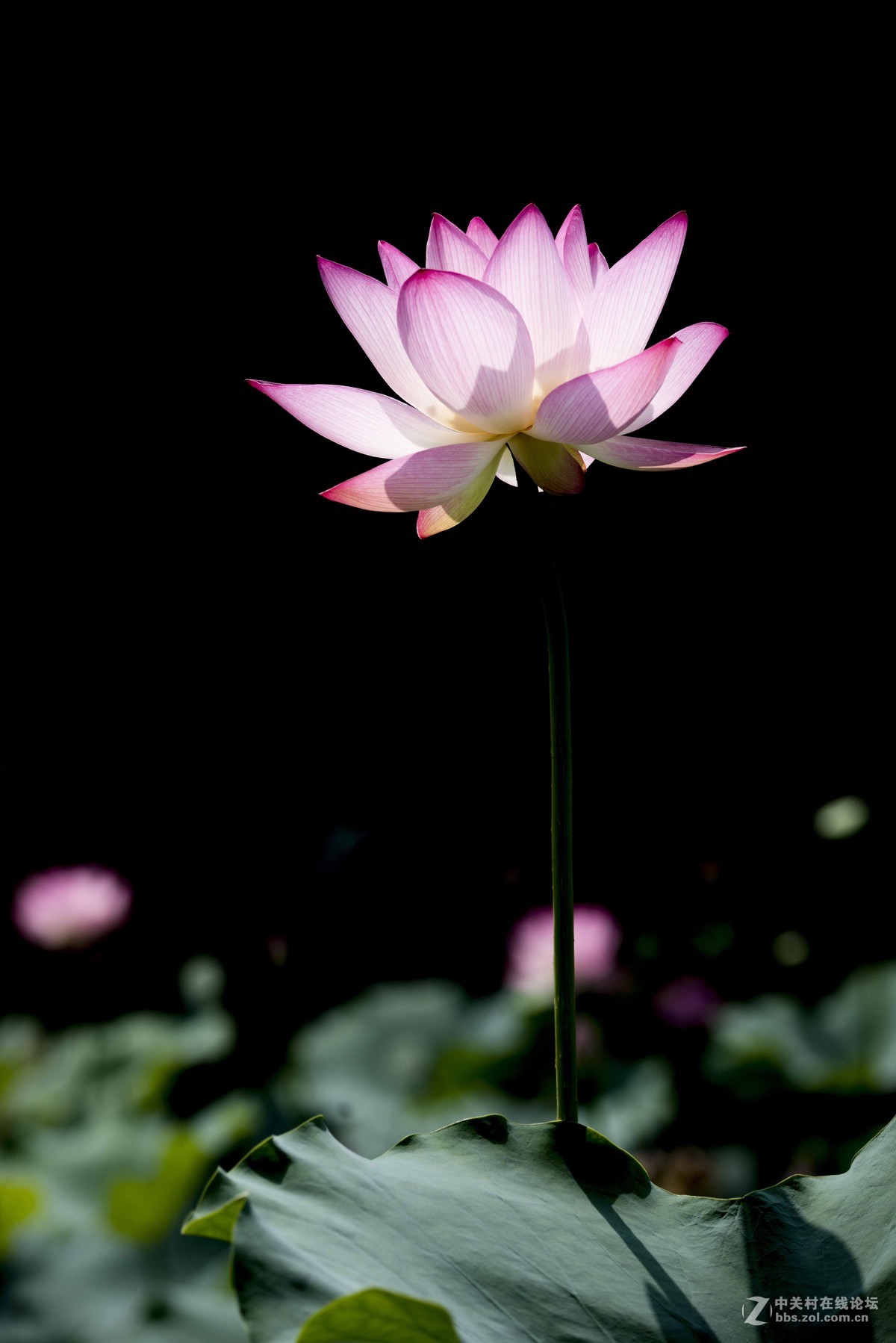 亚艺公园荷花-中关村在线摄影论坛