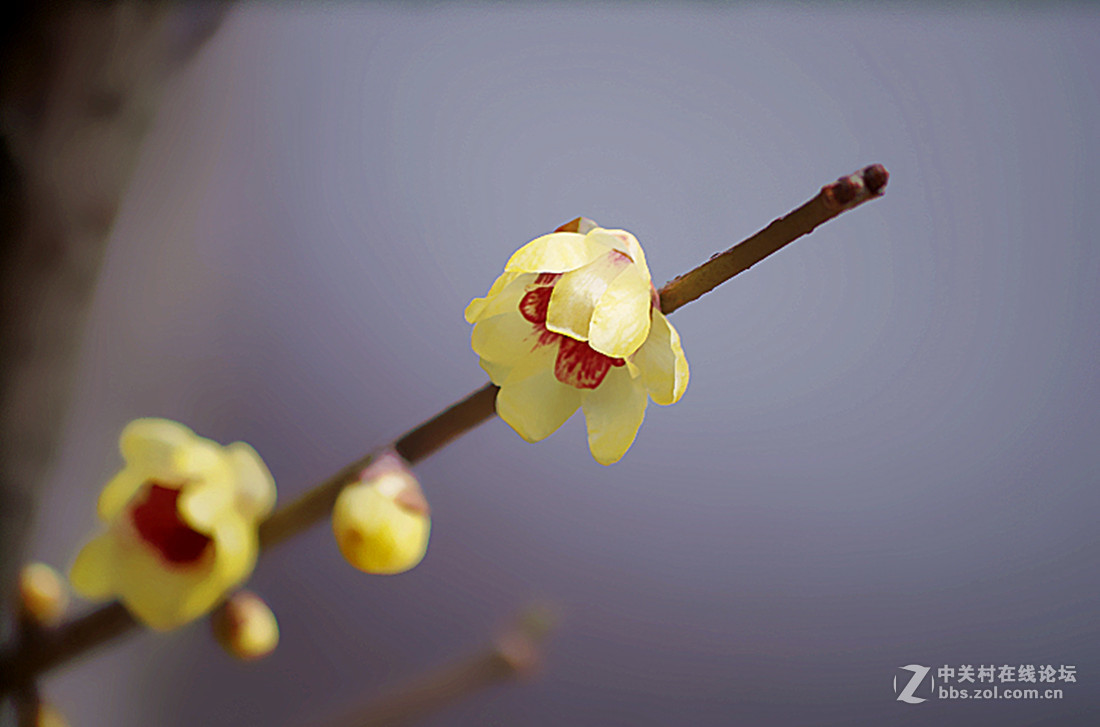 腊梅花-中关村在线摄影论坛
