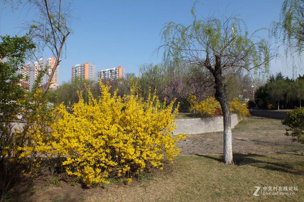 『春日里的老公园』123...12P-中关村在线摄影论坛