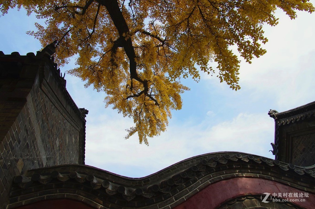 『千年银杏树』123...15p-中关村在线摄影论坛