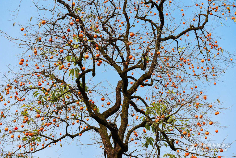 满树红柿子-中关村在线摄影论坛