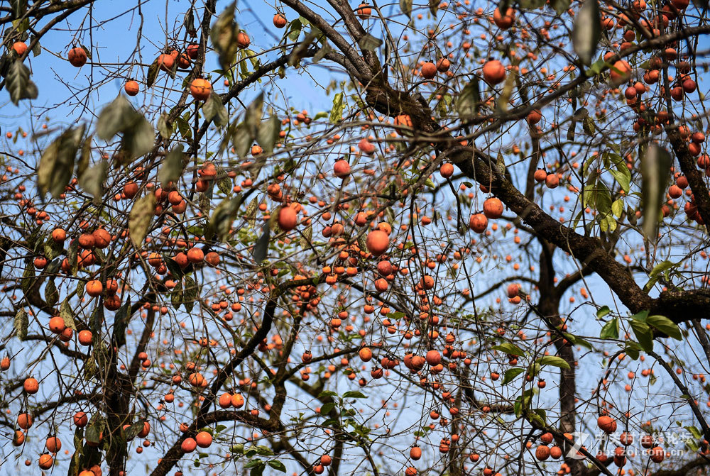 满树红柿子-中关村在线摄影论坛