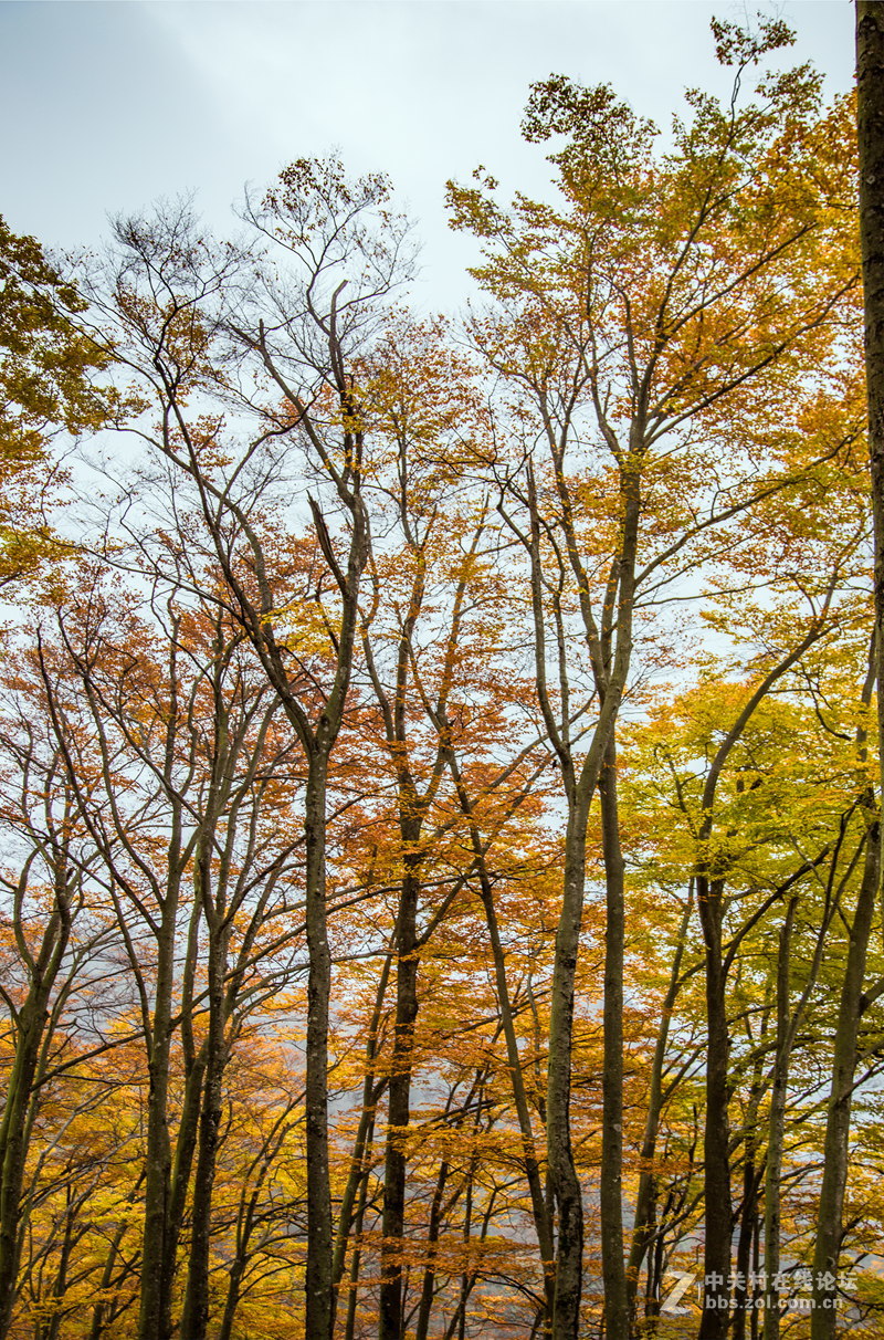 四川光雾山-中关村在线摄影论坛