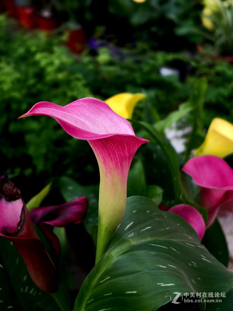 马蹄莲-中关村在线摄影论坛