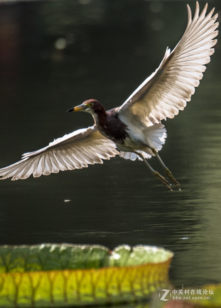 荷塘鹭鸟-中关村在线摄影论坛
