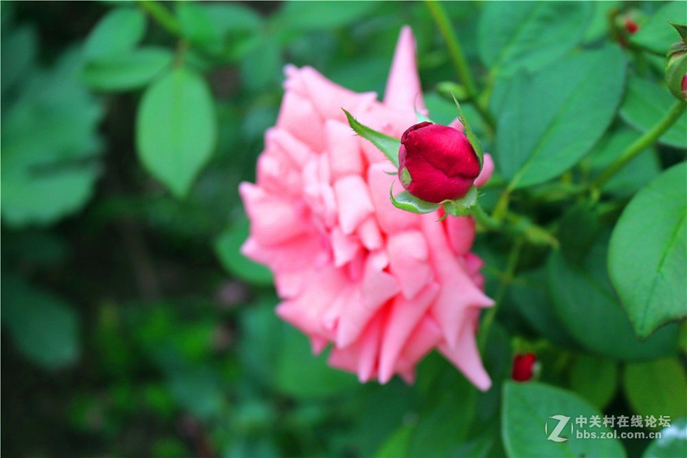 随拍（月季等花）-中关村在线摄影论坛