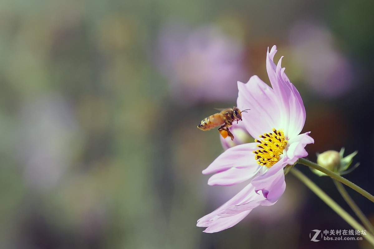 蜜蜂4-中关村在线摄影论坛