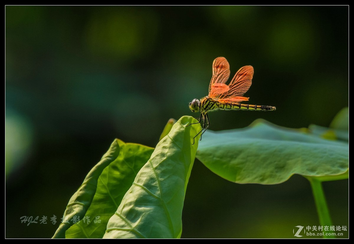 夏日荷花2018【二】-中关村在线摄影论坛