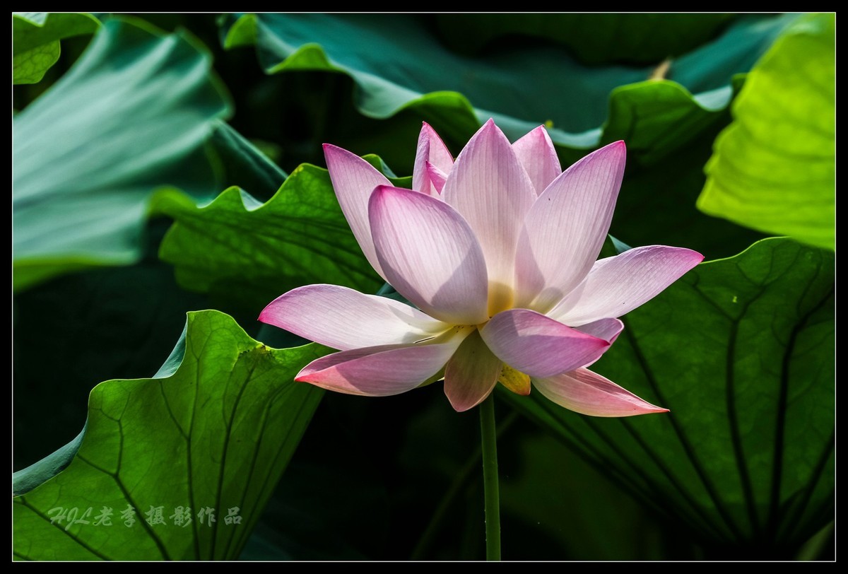 夏日荷花2018【二】-中关村在线摄影论坛