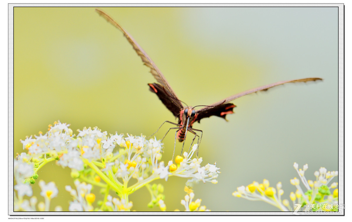 鸣鹂叶中响，戏蝶花间鹜-中关村在线摄影论坛