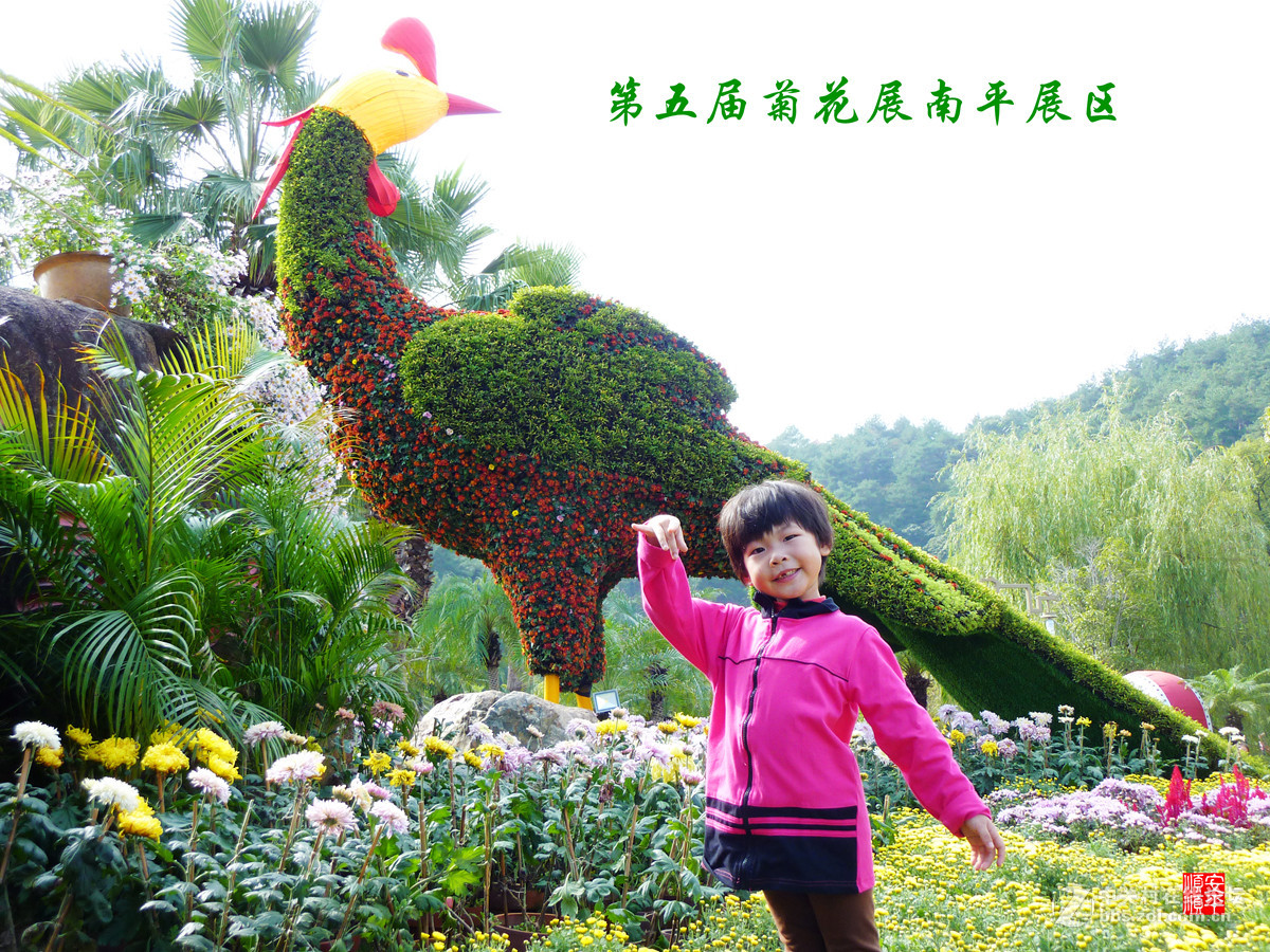 儿童摄影------菊花展随拍-中关村在线摄影论坛