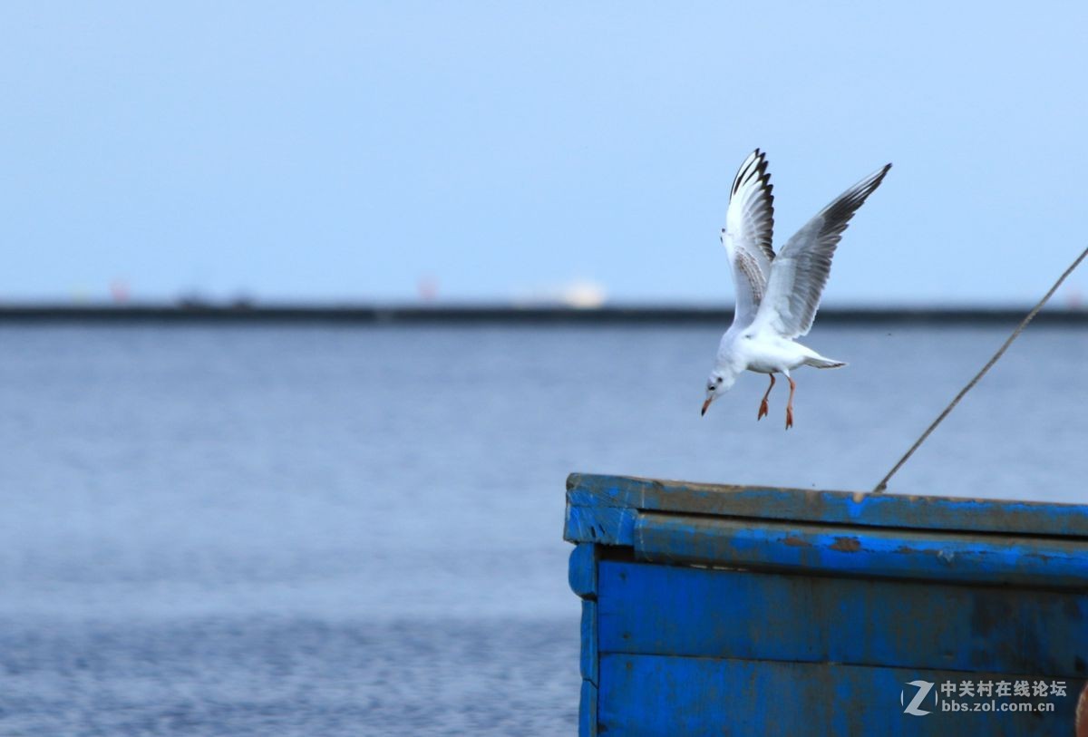 新入的7D2拍海鸥-中关村在线摄影论坛