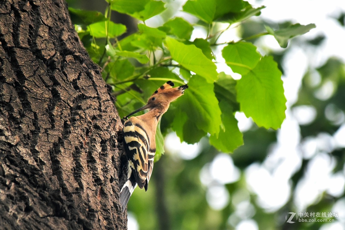 育雏的戴胜-中关村在线摄影论坛