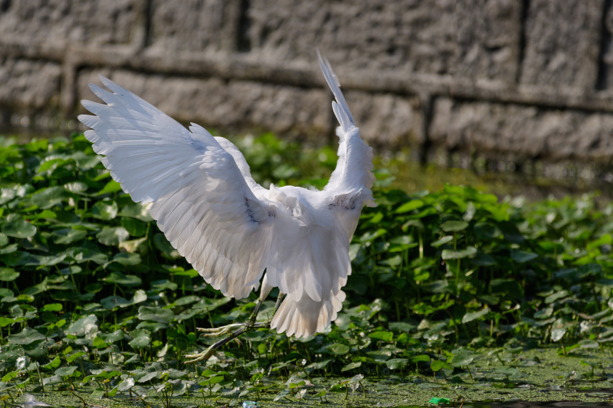白鹭-2-中关村在线摄影论坛