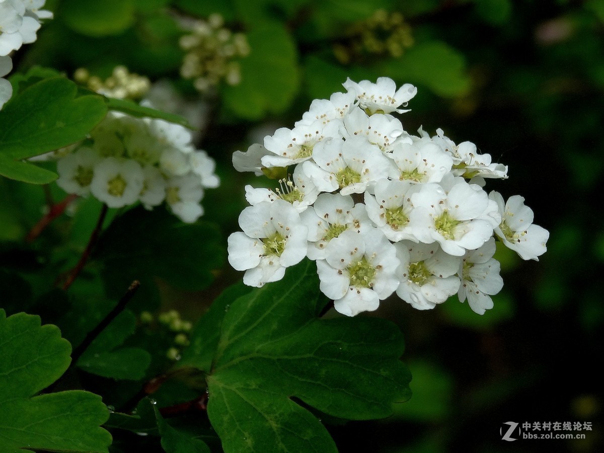 菱叶绣线菊-中关村在线摄影论坛