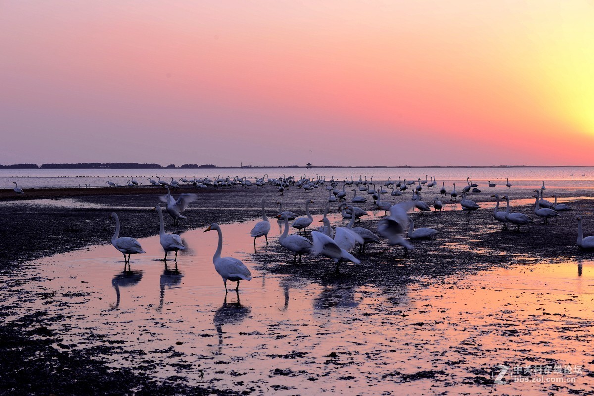 山东荣成之行——天鹅栖息的地方——《天鹅湖》-中关村在线摄影论坛