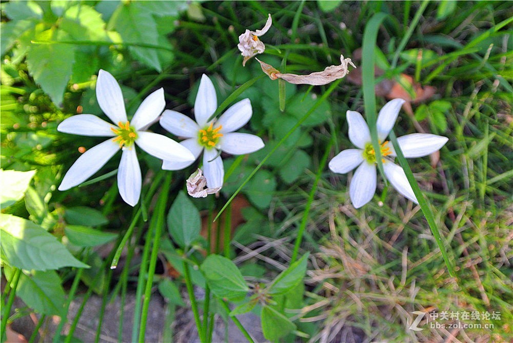 花儿随拍9s5-中关村在线摄影论坛