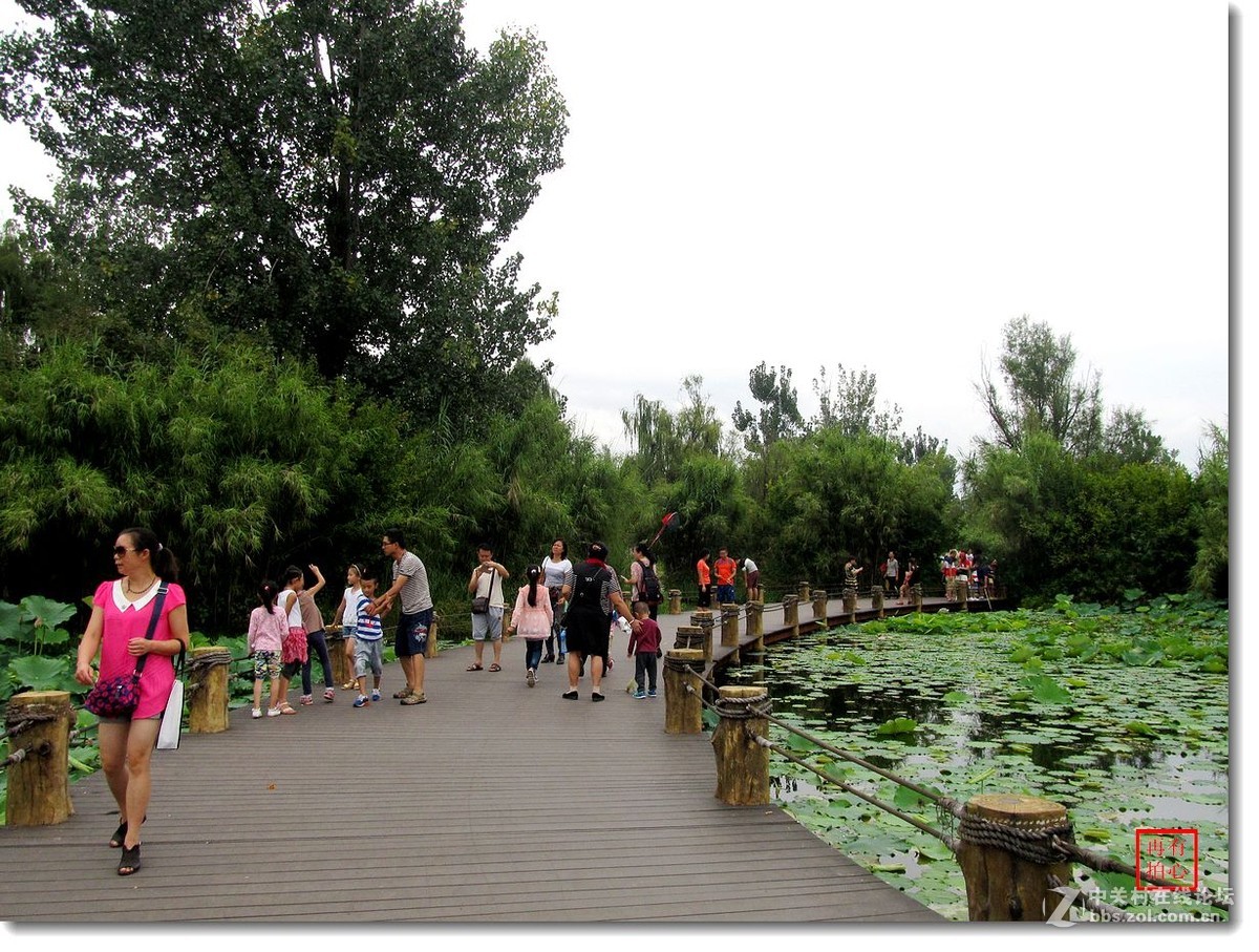 阴天拍荷花-中关村在线摄影论坛