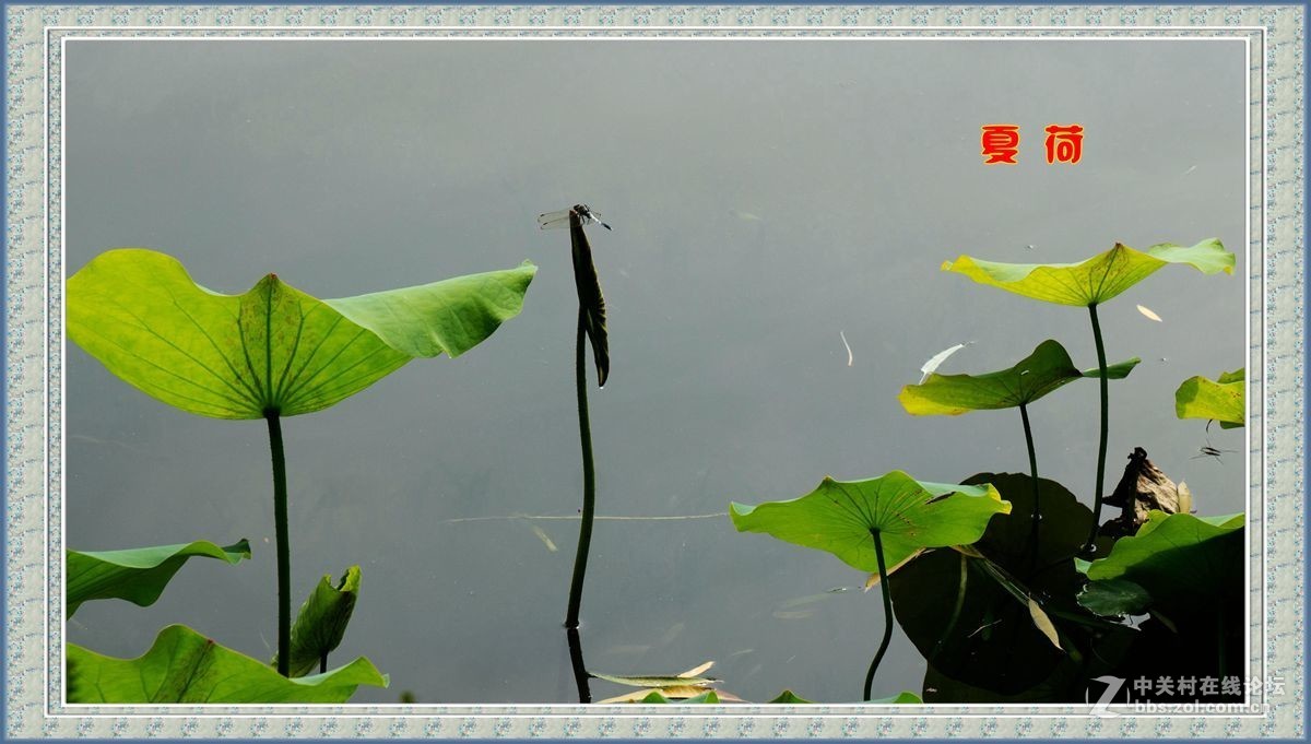 夏荷-中关村在线摄影论坛