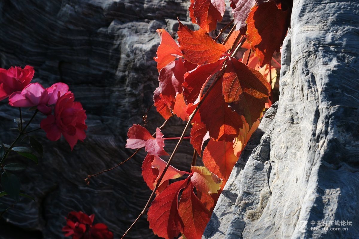 火红的爬山虎-中关村在线摄影论坛