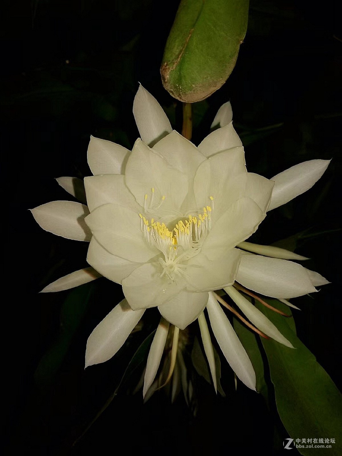 昙花一现-中关村在线摄影论坛