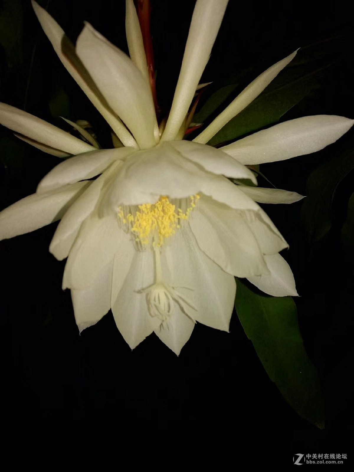 昙花一现-中关村在线摄影论坛