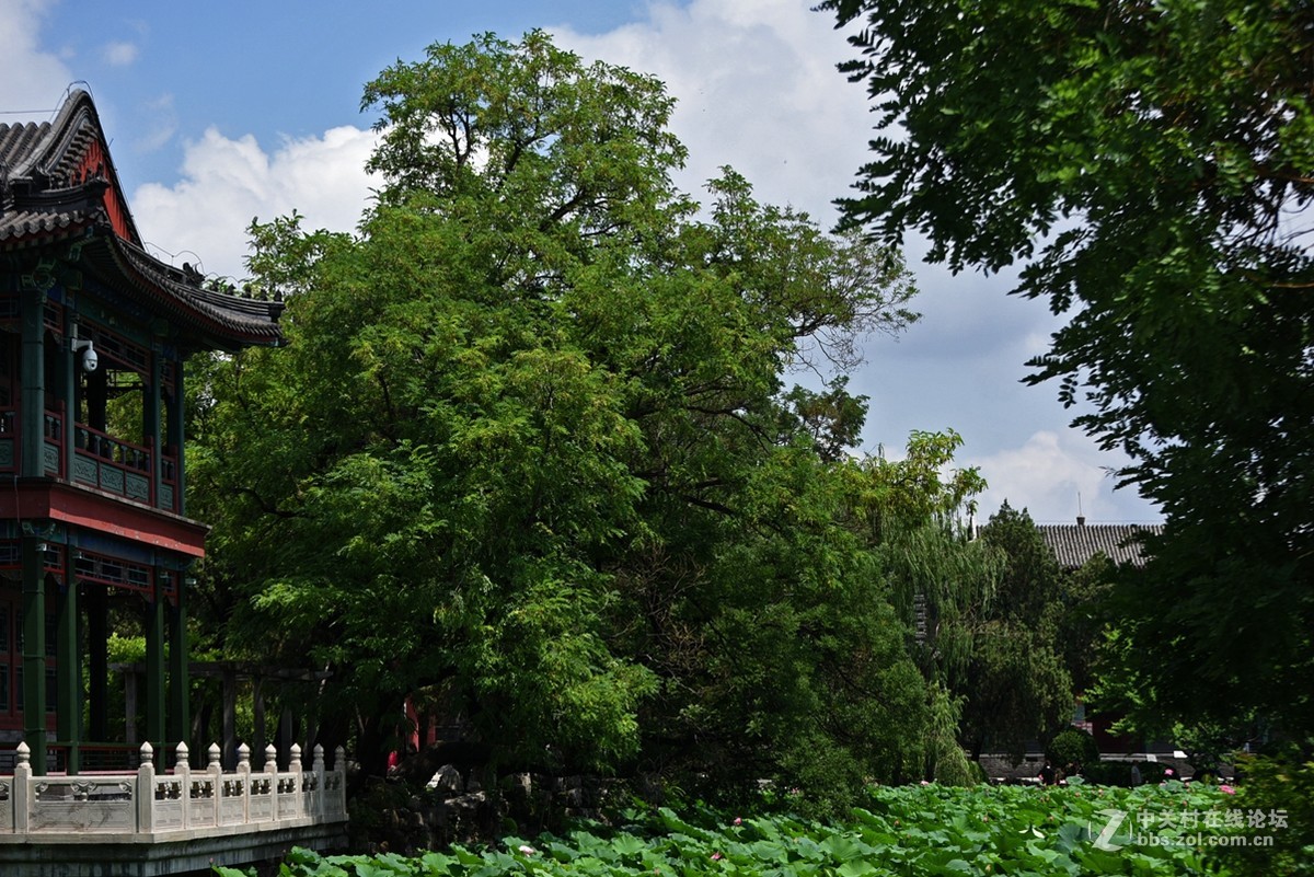 保定古莲池-中关村在线摄影论坛