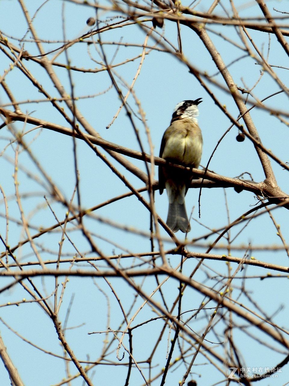 白头鹎-中关村在线摄影论坛