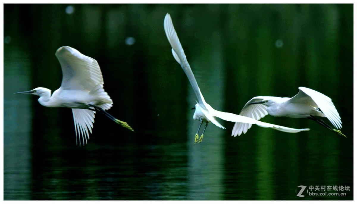 奔跑吧朋友-中关村在线摄影论坛