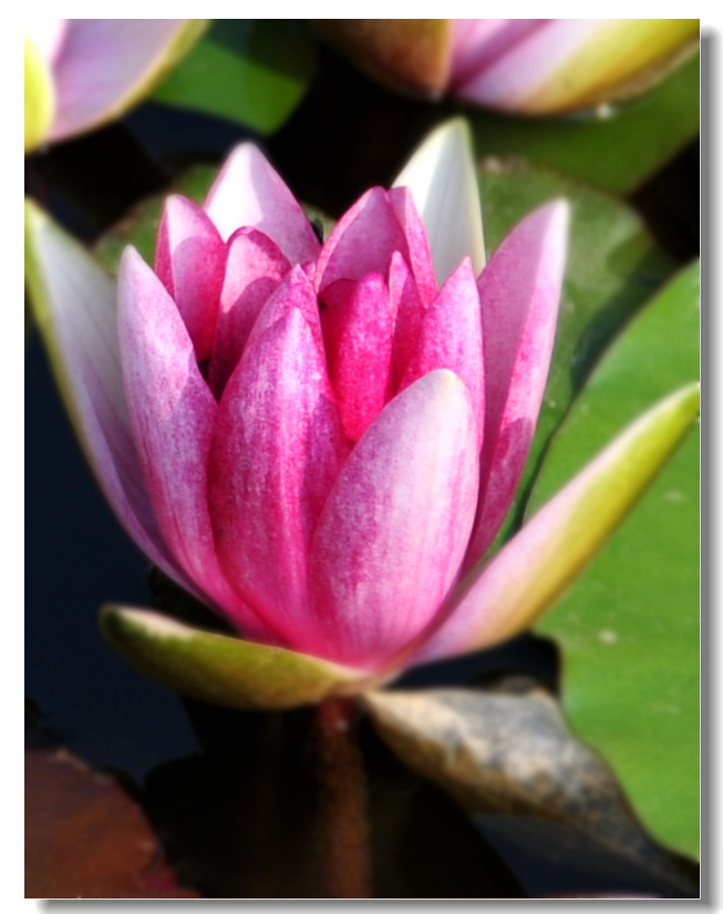 莲花-中关村在线摄影论坛