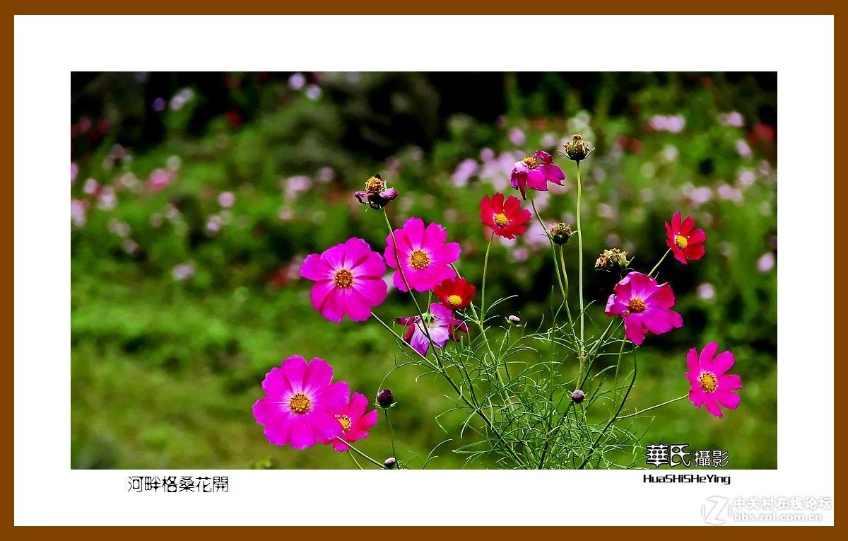 我爱家乡——河畔格桑花开（鞍山台安辽河湿地）-中关村在线摄影论坛