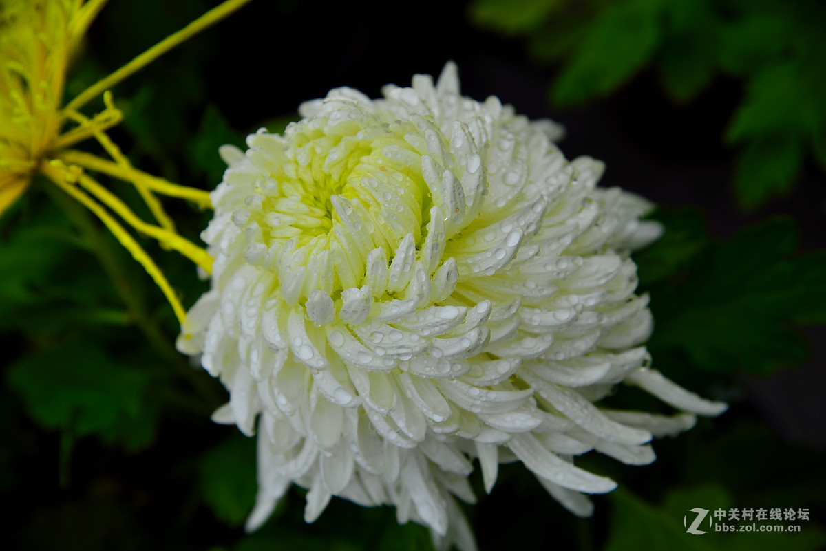 菊-中关村在线摄影论坛
