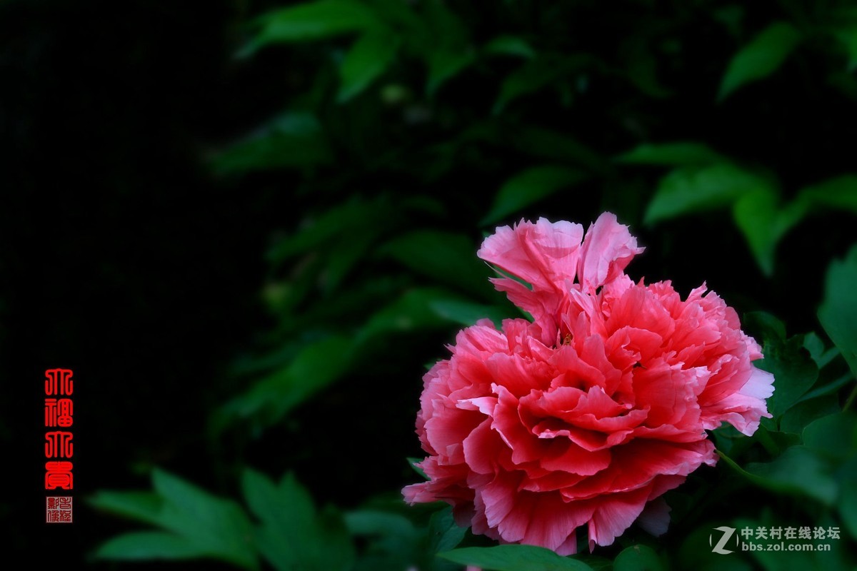 富贵牡丹————祝大家五一节快乐！-中关村在线摄影论坛
