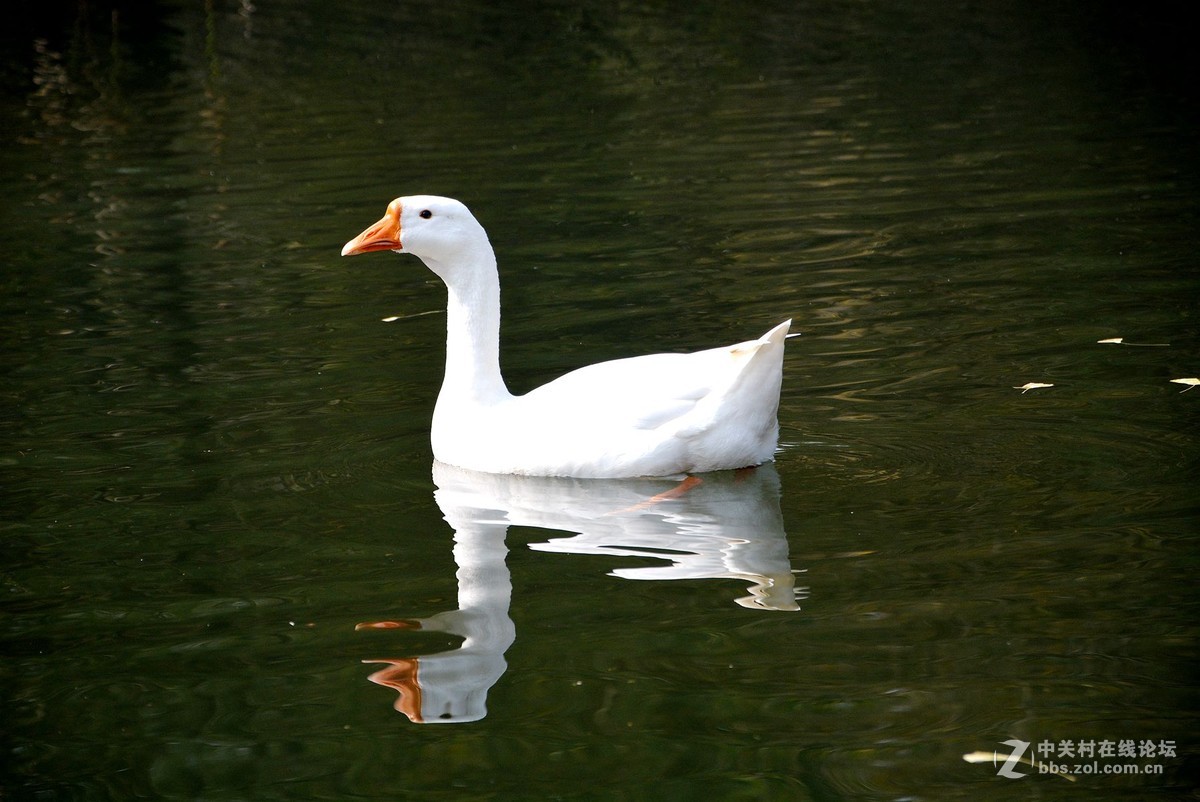 鹅-中关村在线摄影论坛