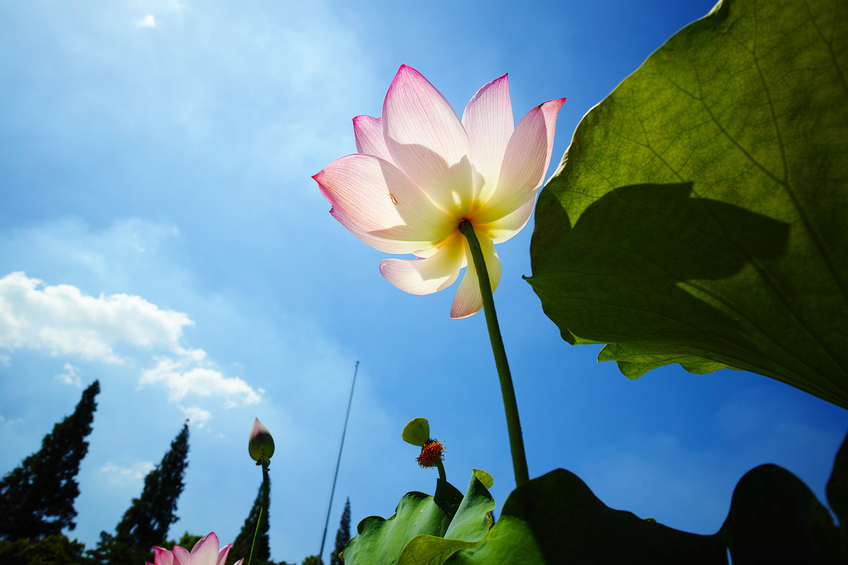 蓝天，白云，荷花-中关村在线摄影论坛