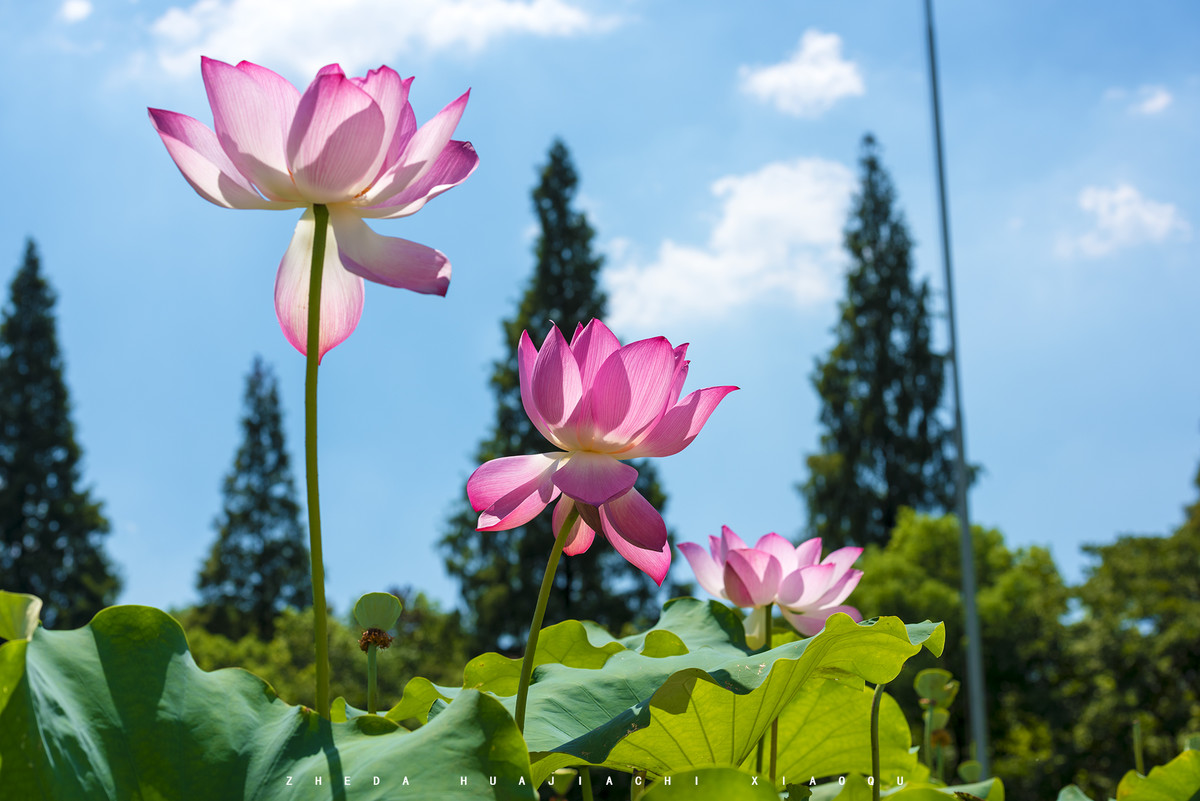 蓝天，白云，荷花-中关村在线摄影论坛