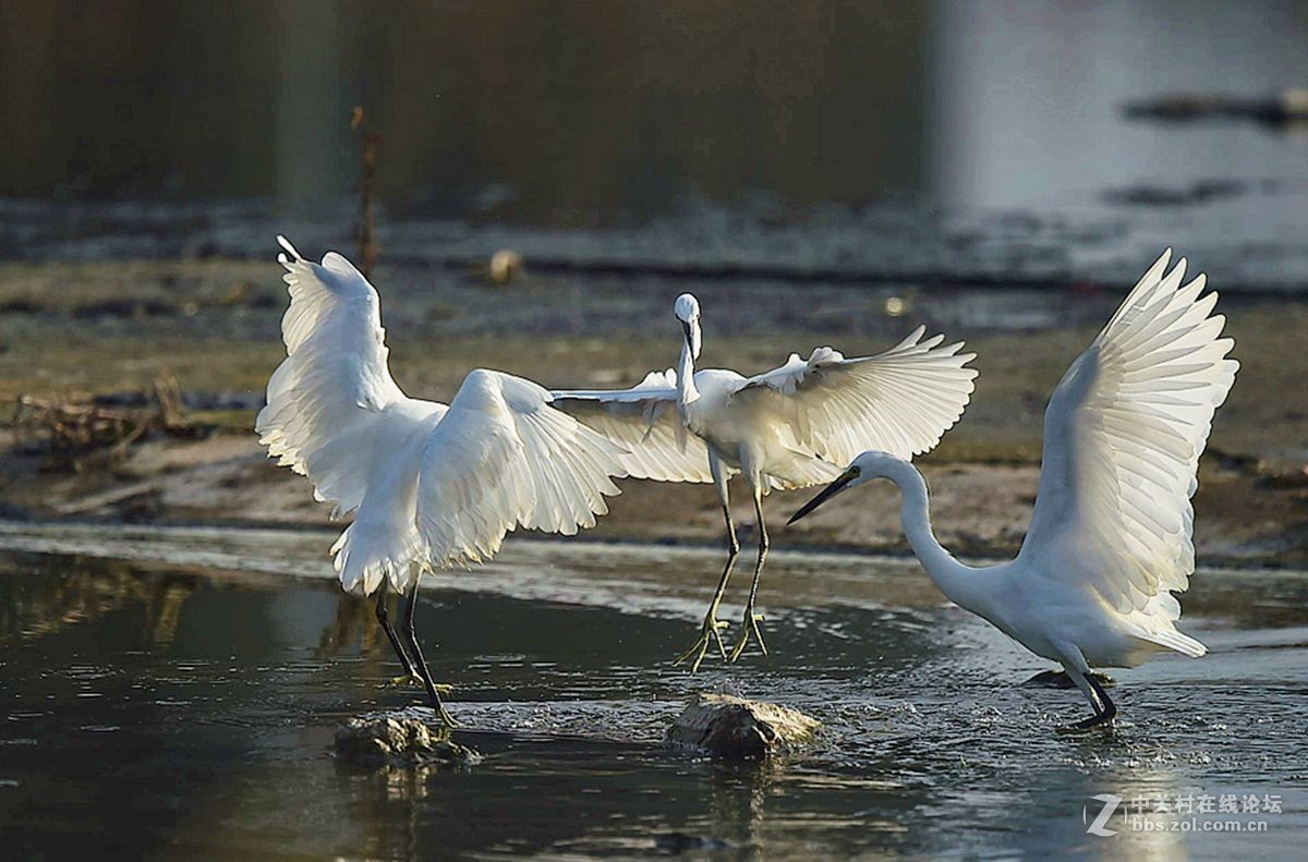 白鹭之舞＜1＞-中关村在线摄影论坛