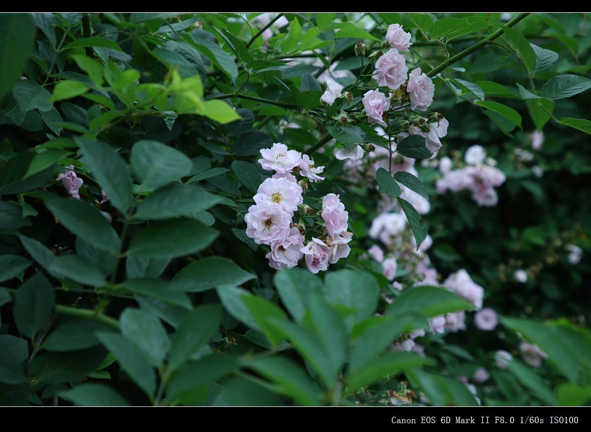 【高清图】美丽蔷薇花-中关村在线摄影论坛